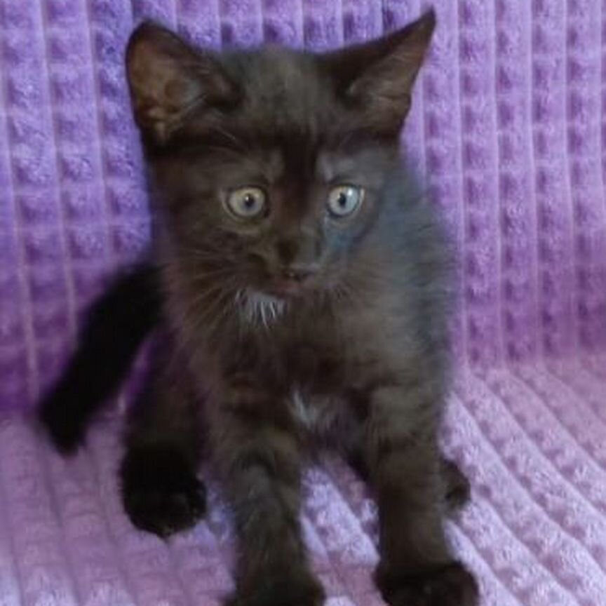 Котенок мальчик