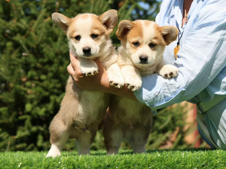 Щенки вельшкорги пемброк