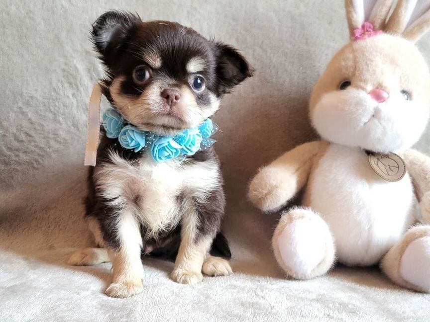 Шоколадные малыши чихуа хуа