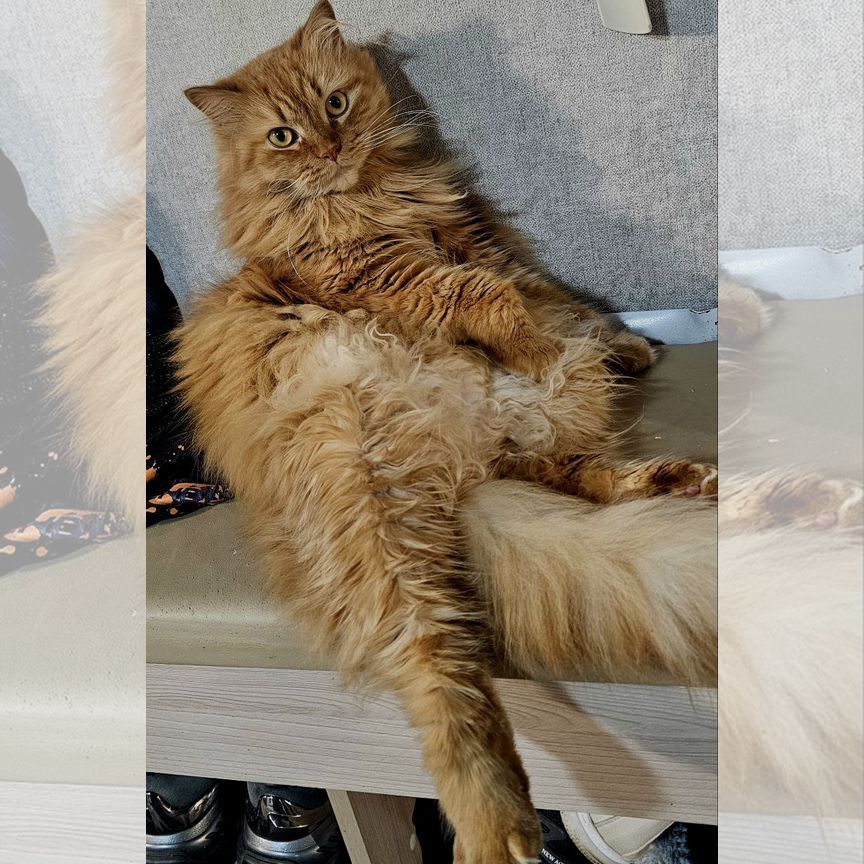 Взрослый кот в добрые руки