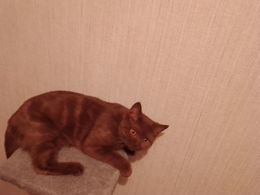 Животные -кошки