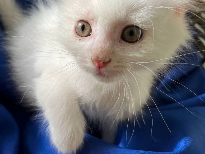 Котенок снежка 2 мес мальчик в добрые руки дар