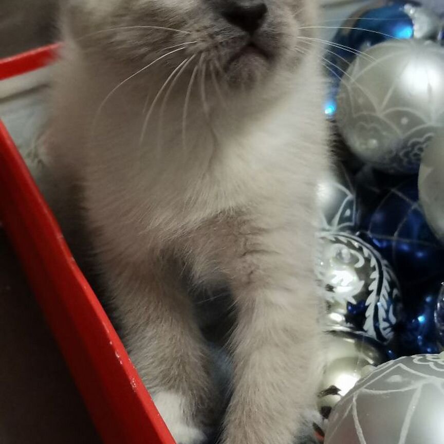 Котёнок мальчик