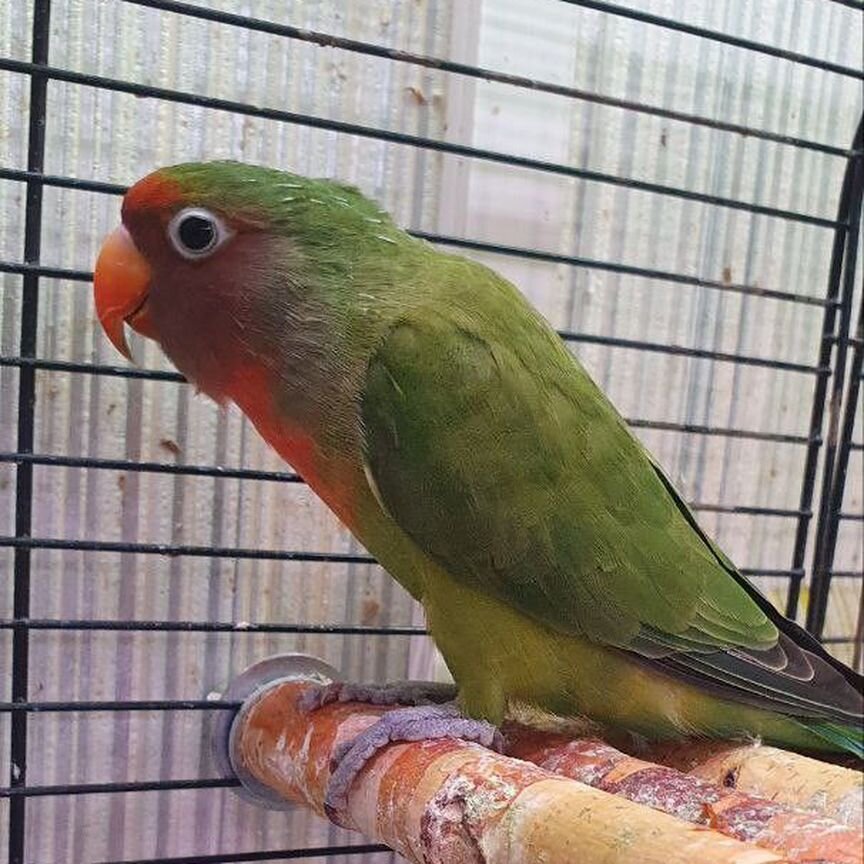 Самка попугая неразлучника