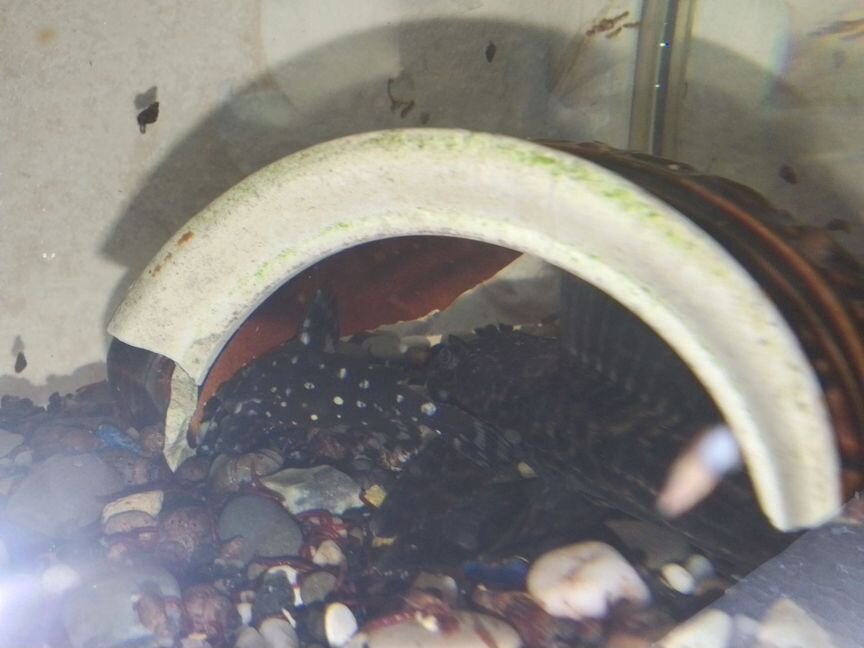 Аквариум с рыбами