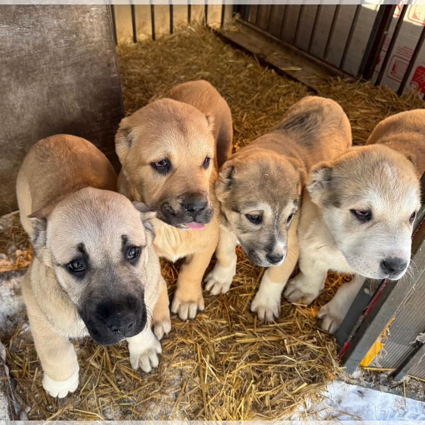 Щенки алабая продажа