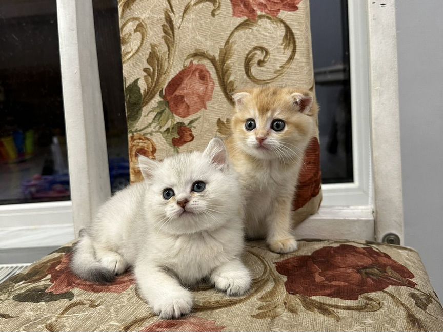 Котята золотая шиншилла