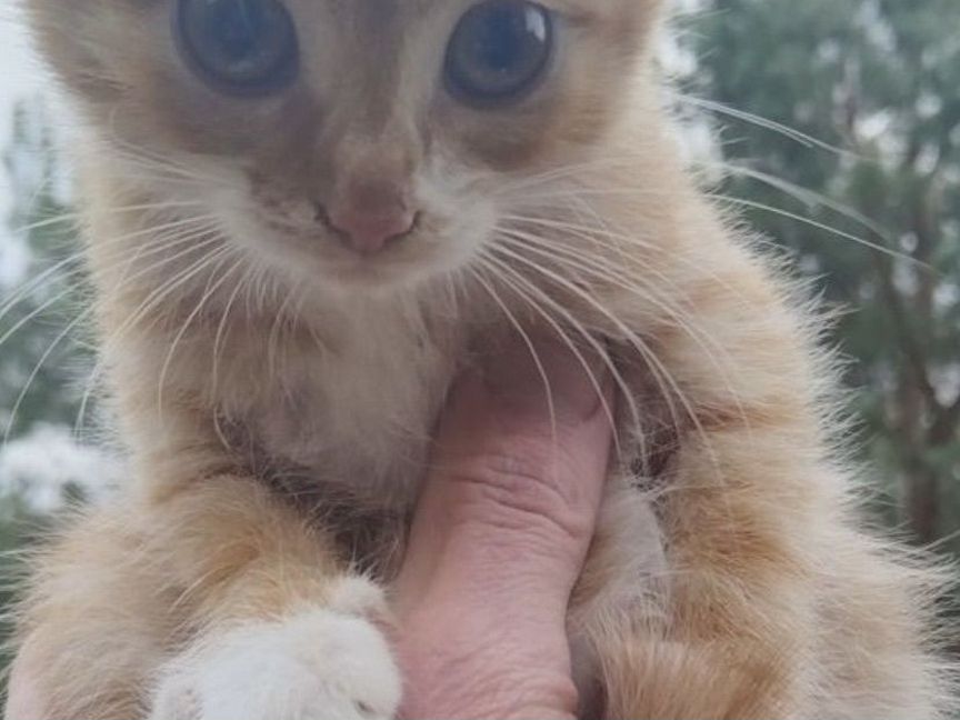 Котенок может не пережить зиму