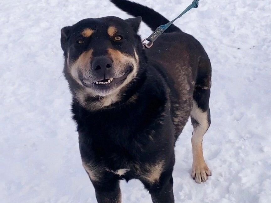 Заберите Барона из приюта