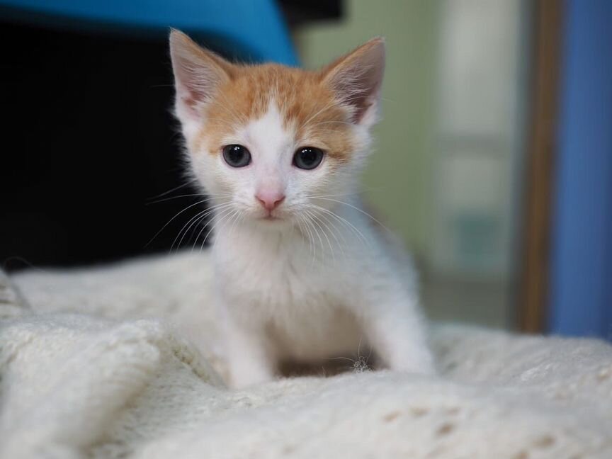 Солнечный котёнок Оливер - возраст 1 месяц