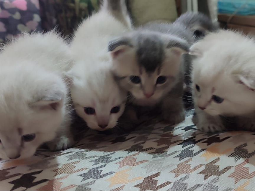 Котята.Вислоухие и прямоухие