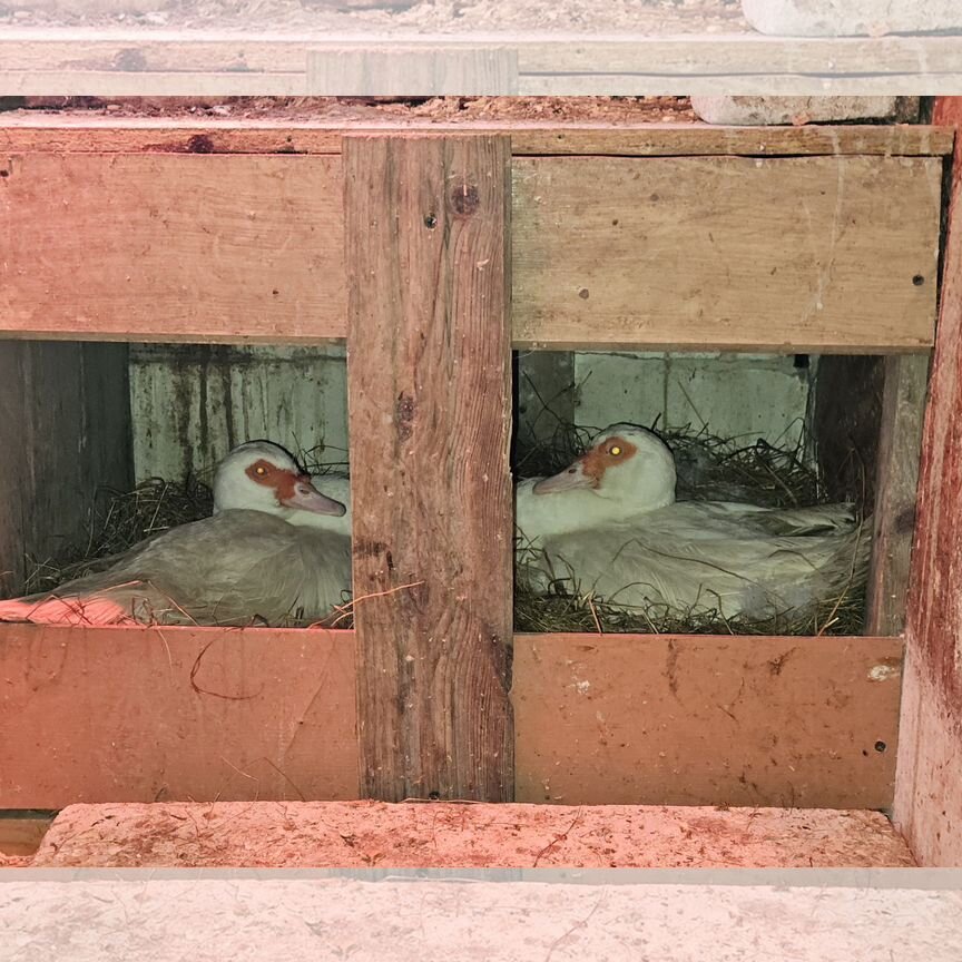 Утята тяжёлый линии гримо