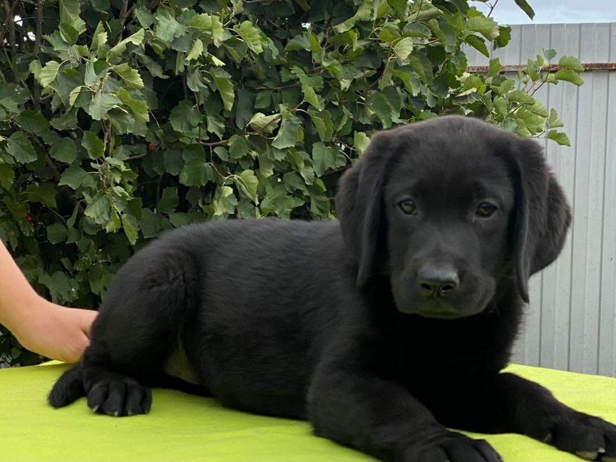 Черные жемчужины