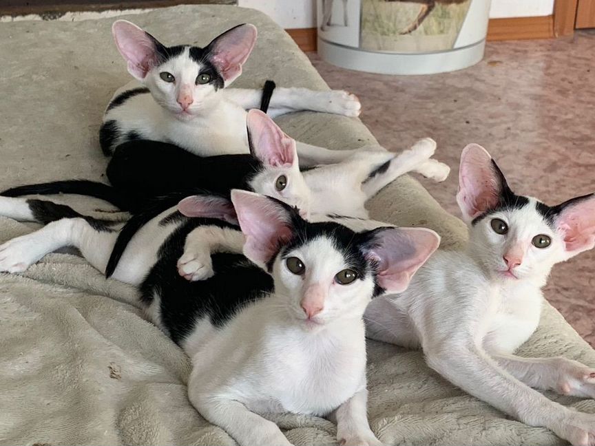 Экстрим биколорчики