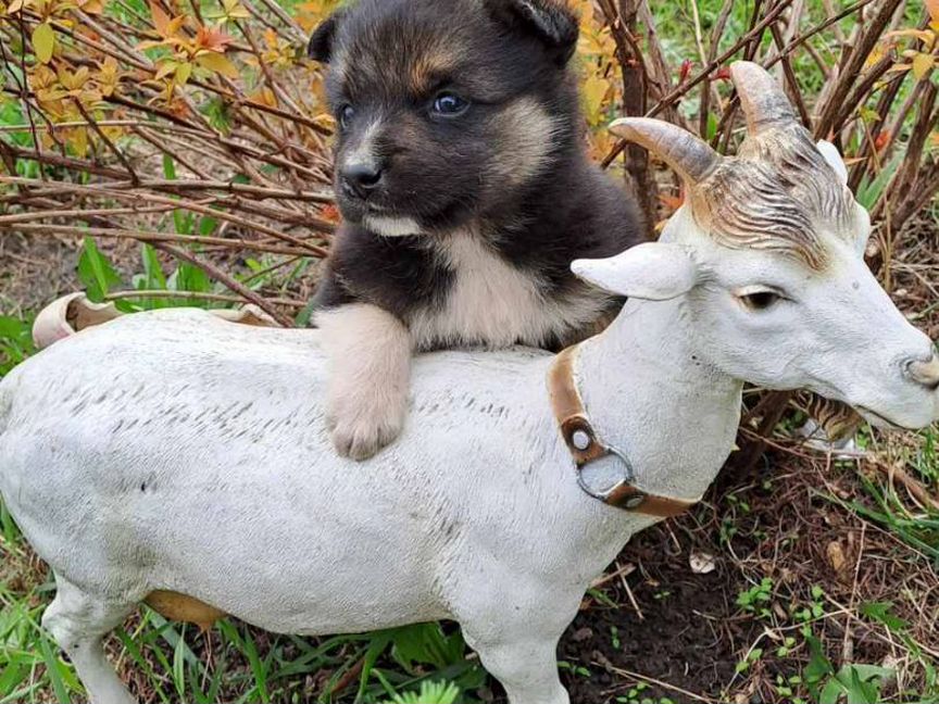 Щенок в добрые руки бесплатно