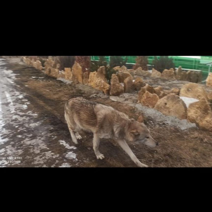 Волкособ бронь щенков