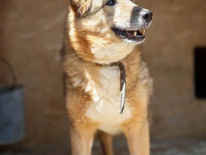 Собака из приюта в добрые руки