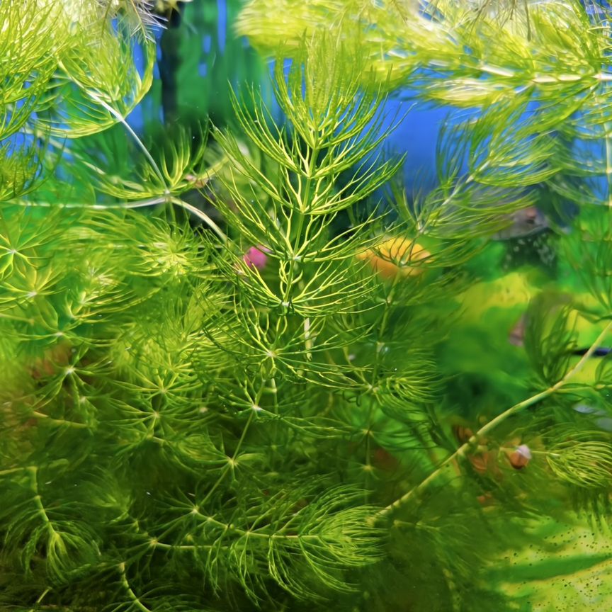 Роголистник в аквариум