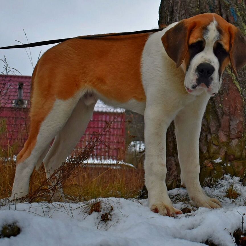 Сенбернар, щенок