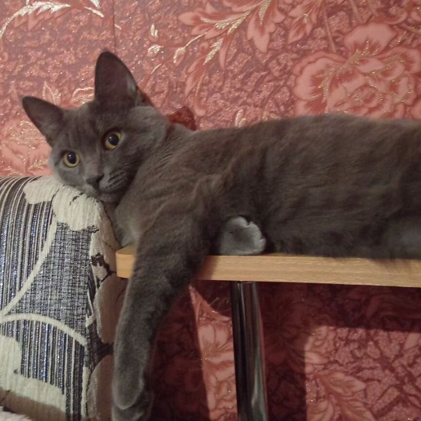 Отдам кота