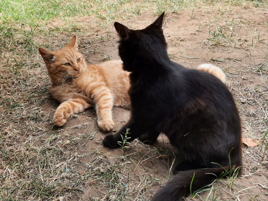 Отдам бесплатно дворовые коты мышеловы