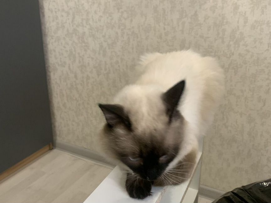 Кот красавец в добрые руки