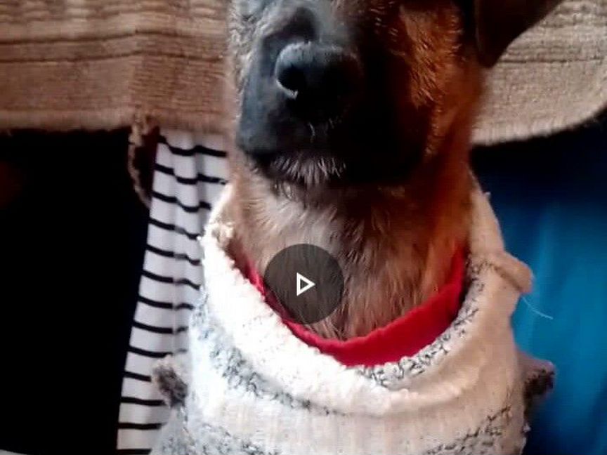 Тигровая девочка- щенок ищет дом