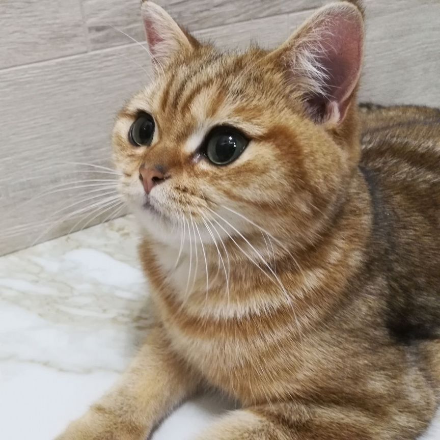 Британская зеленоглазая кошечка золотой мрамор