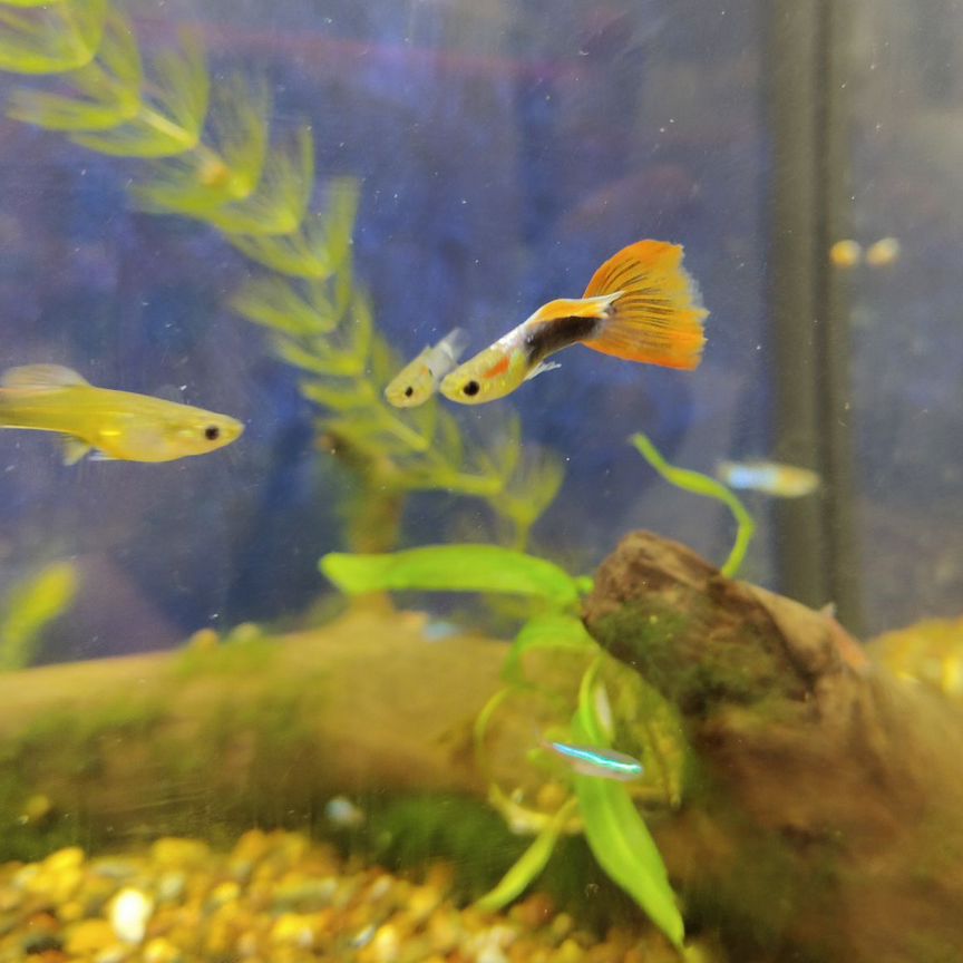 Обменяю рыбок гуппи на других