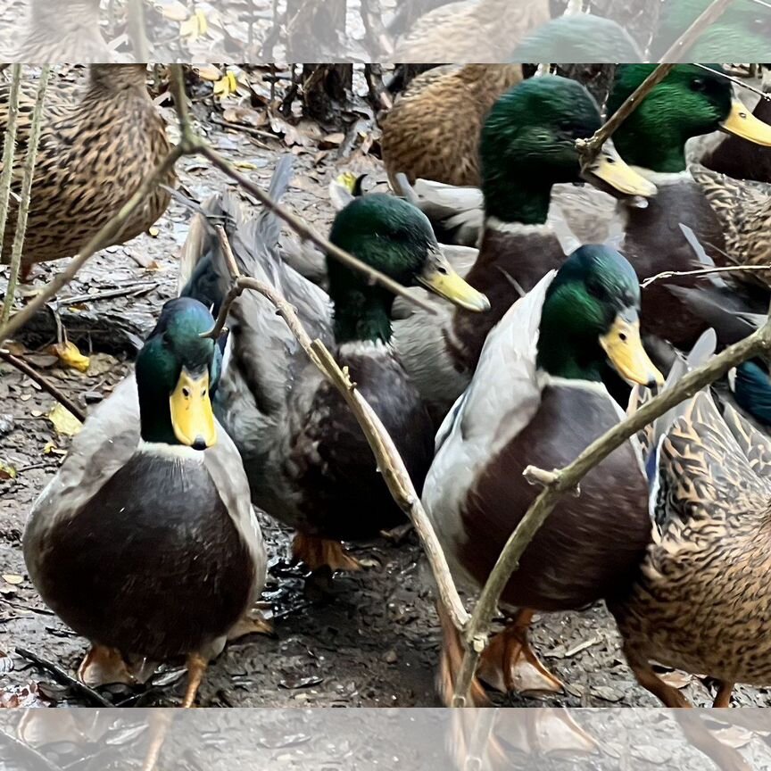 Селезень дикой утки подсадной