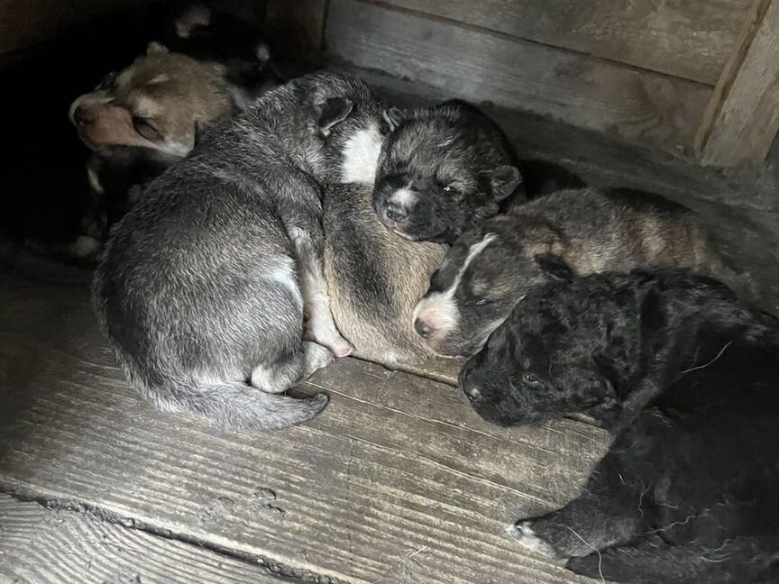 Щенки полукровные