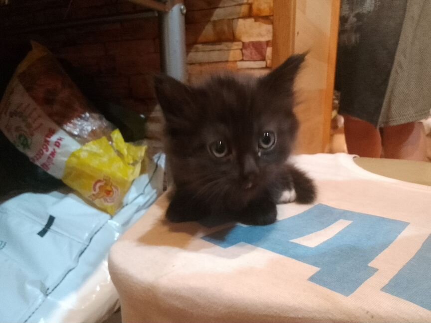 Котята в добрые руки бесплатно