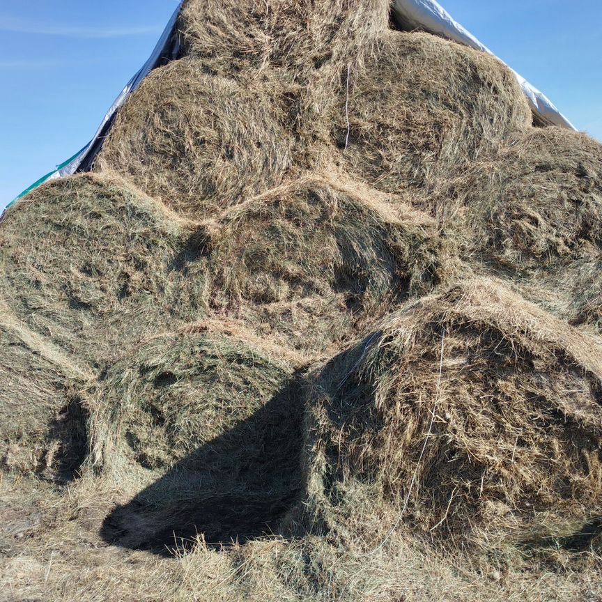 Продам сено в рулонах