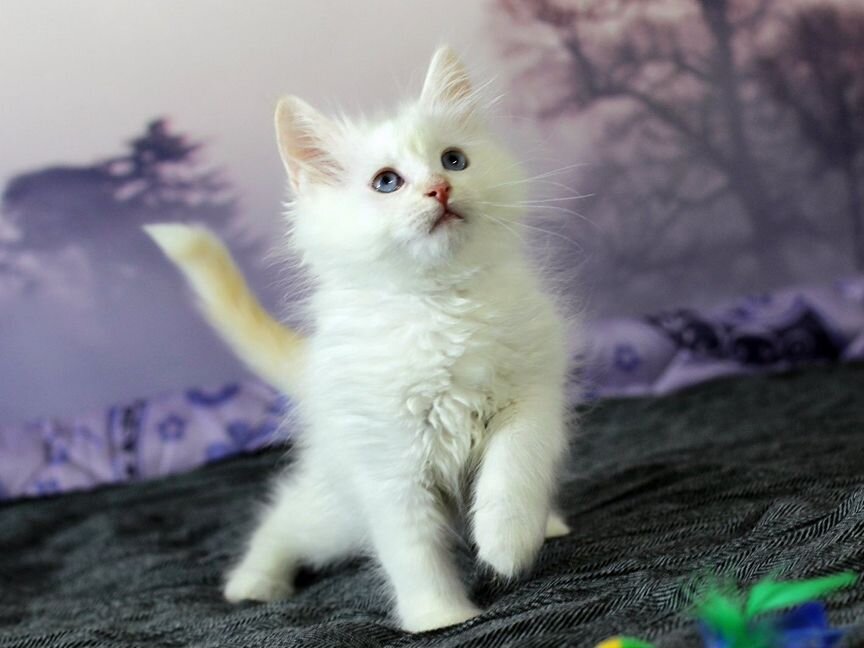 Котята Невская Маскарадная