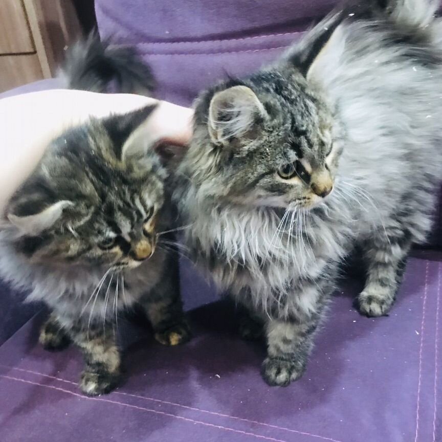 Кошечки сестрички в добрые руки