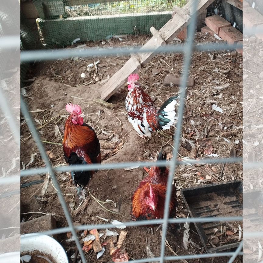 Петухи породы Бентамки мини куры