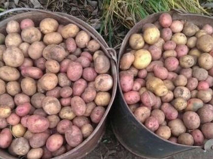 Продам мелкий картофель