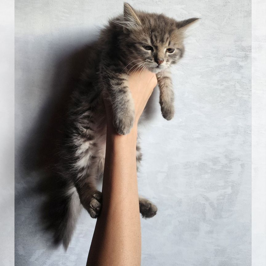 Котенок
