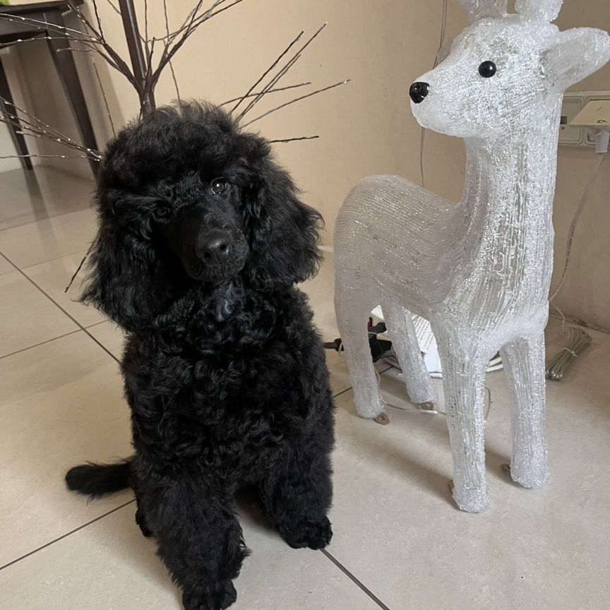 Карликовый пудель, щенок