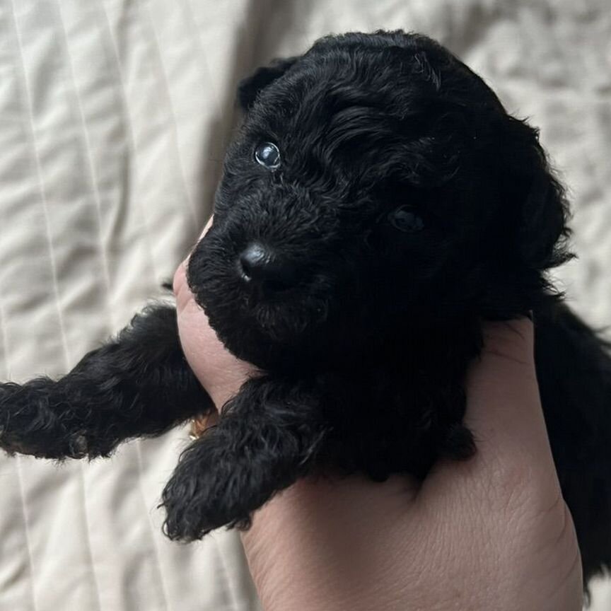 Той-пудель, щенок