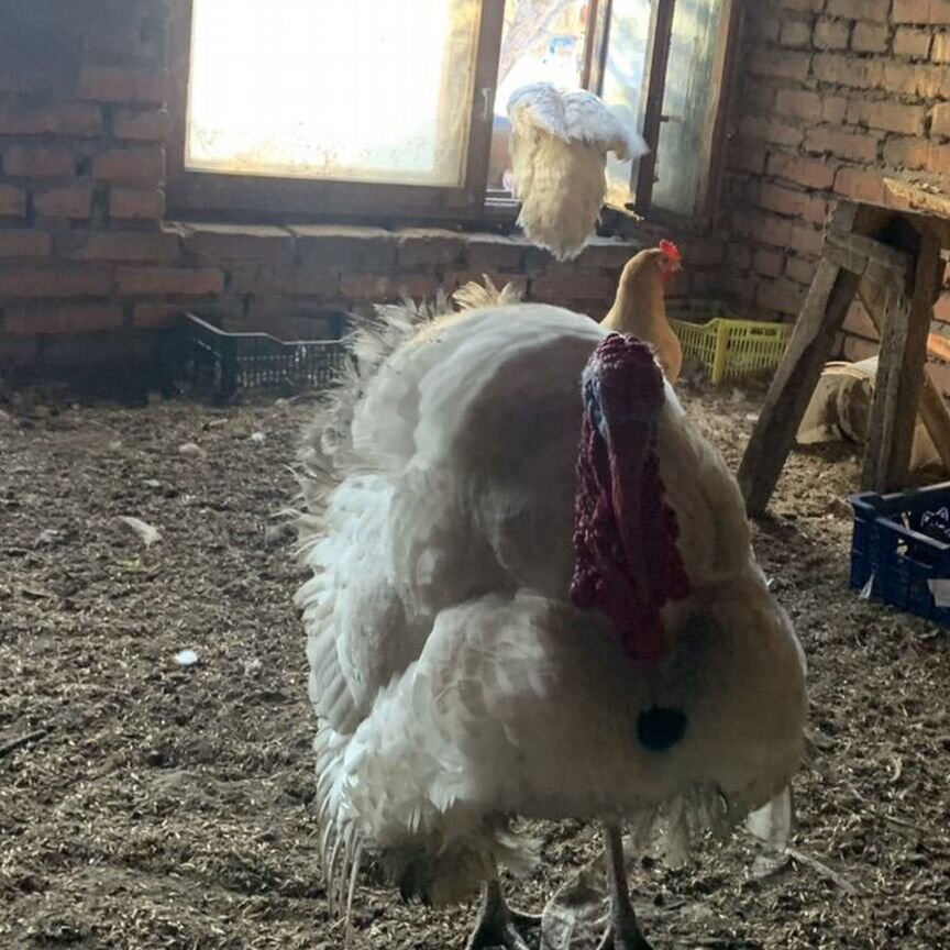 Поменяю индюка белого на бронзового