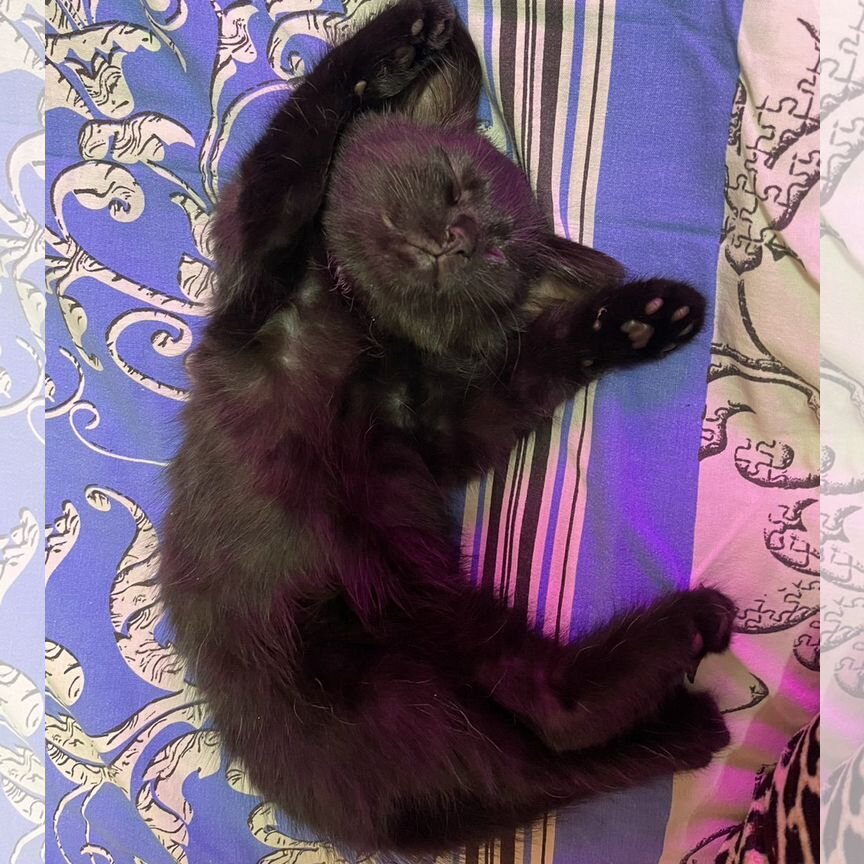 Котенок (мальчик) в добрые руки