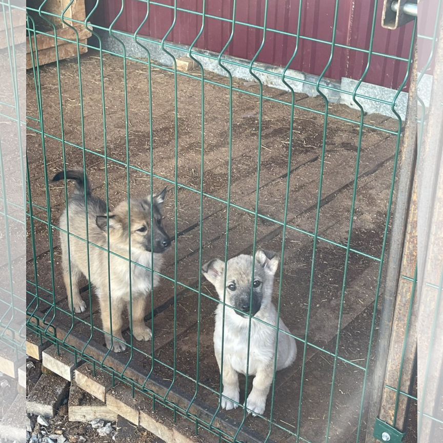 Отдам бесплатно собачек в рождены 7 января