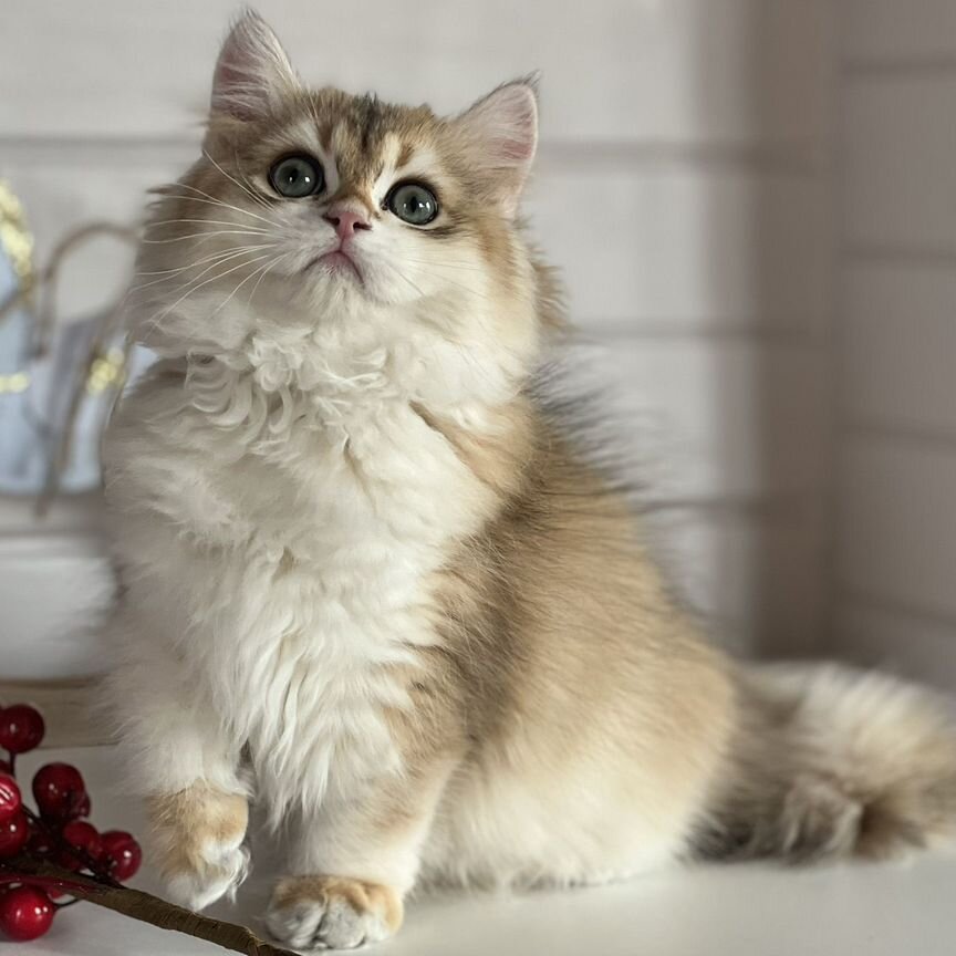 Британский короткошёрстный котёнок