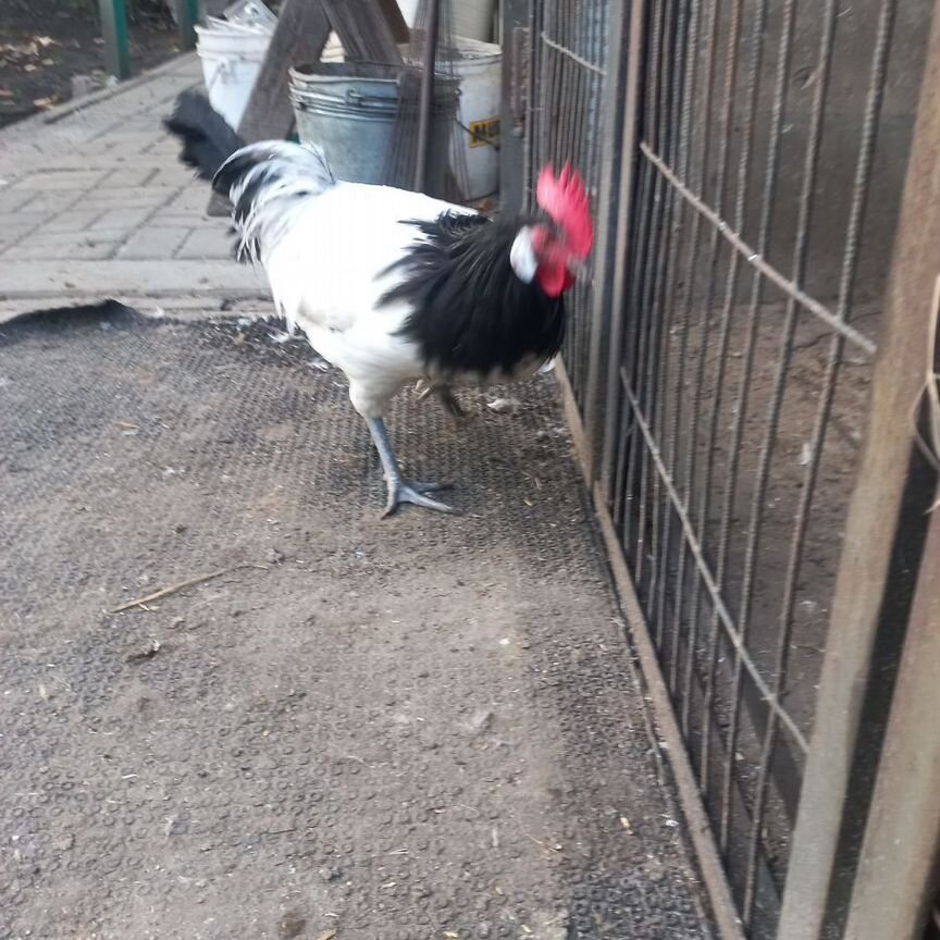 Петухи породы лакенфельдр