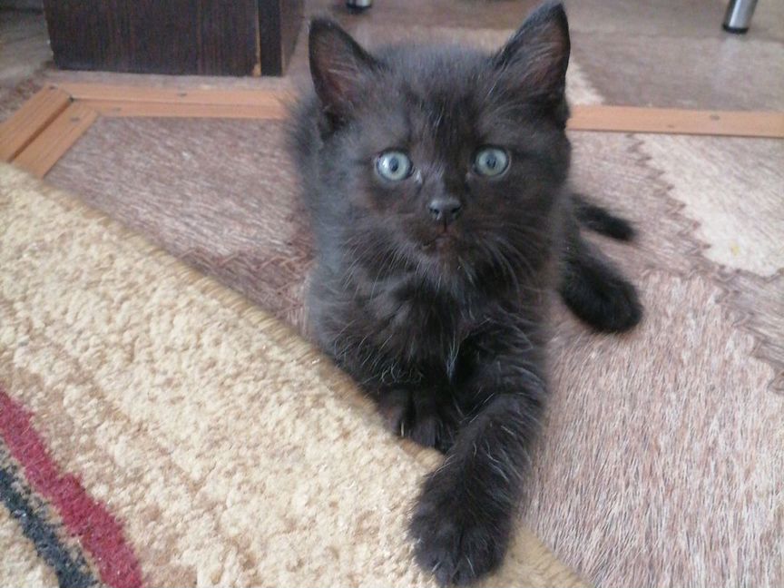 Котята от кошки мышеловки
