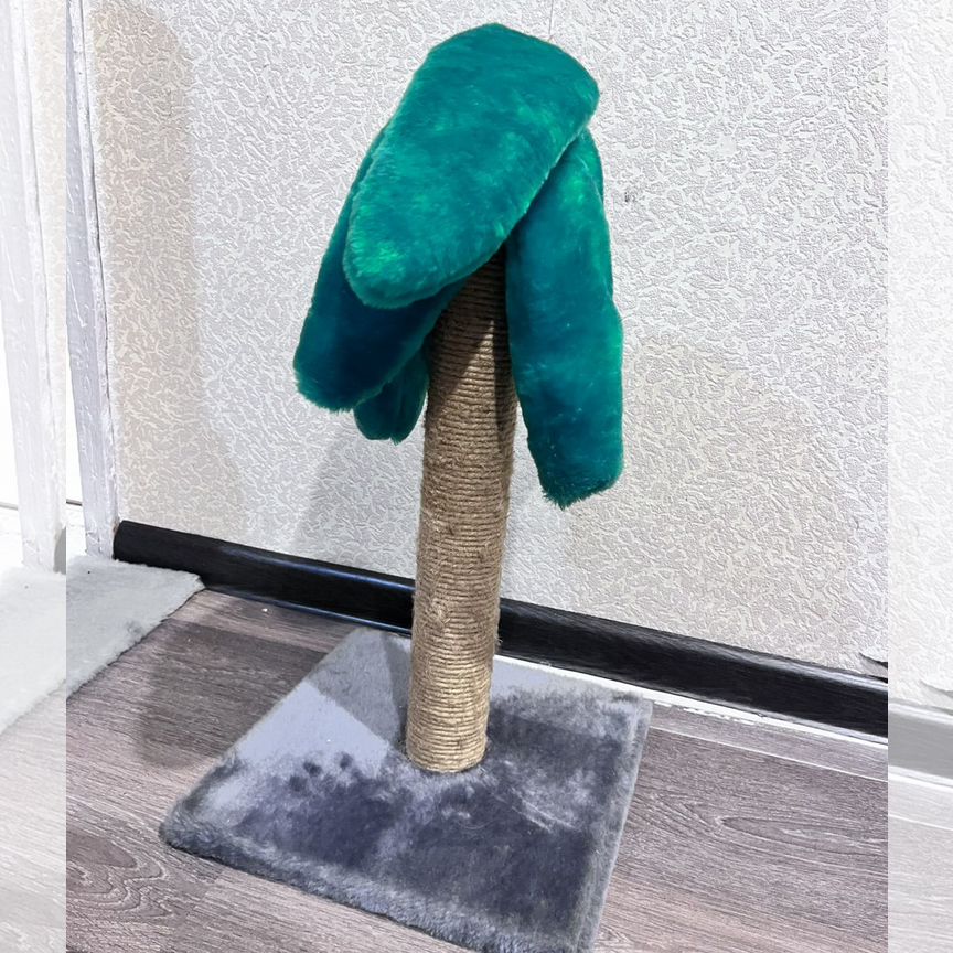 Когтеточка-пальма