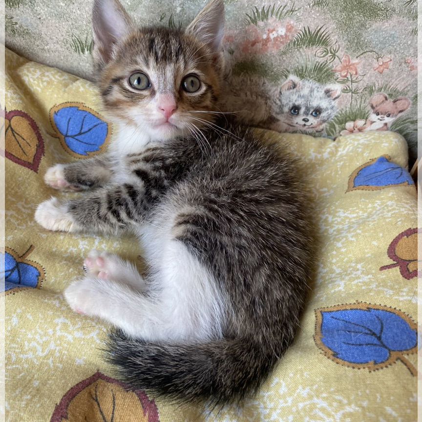 Котёнок в добрые руки