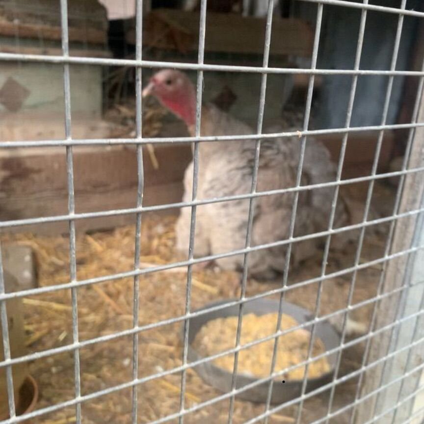 Индюшка с индюшатами