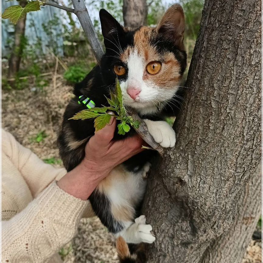 Взрослая, кошка в добрые руки